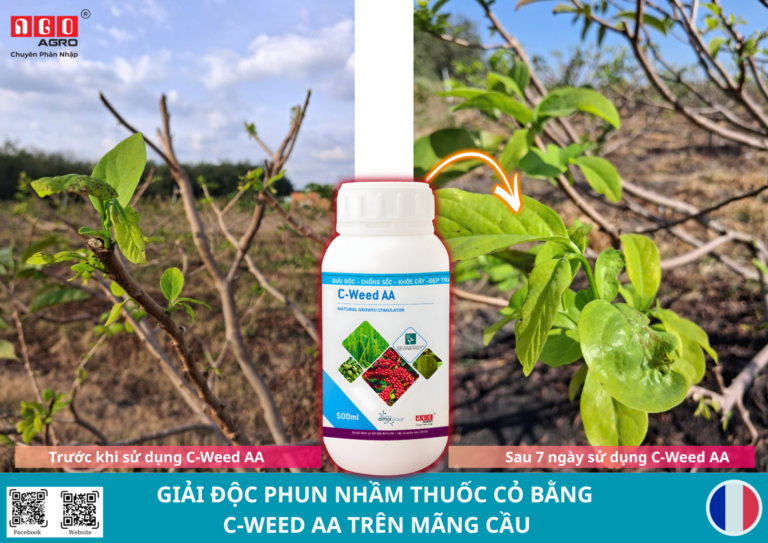 SỬ DỤNG C-WEED AA GIẢI ĐỘC PHUN NHẦM THUỐC CỎ TRÊN VƯỜN MÃNG CẦU - NGO AGRO